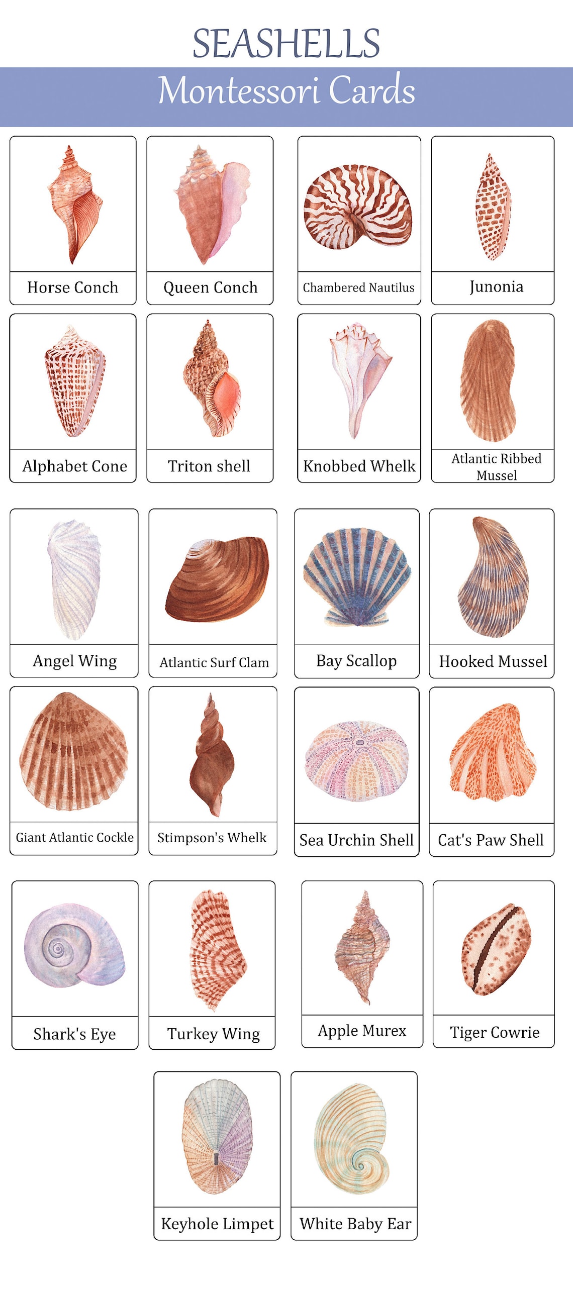 Seashells Flash Cards. Montessori Three Part Cards. - Etsy Canada