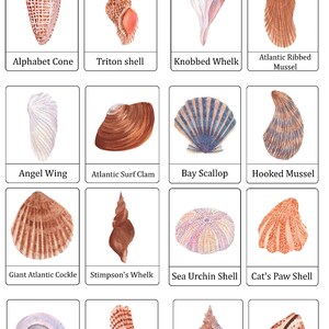 Seashells Flash Cards. Montessori Three Part Cards. Nomenclature Cards ...
