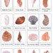 Seashells Flash Cards. Montessori Three Part Cards. Nomenclature Cards ...