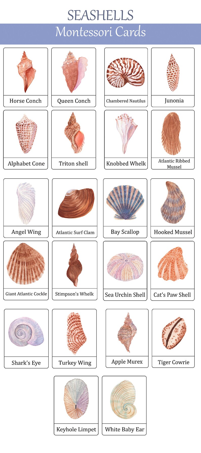 Seashells Flash Cards. Montessori Three Part Cards. Nomenclature Cards ...