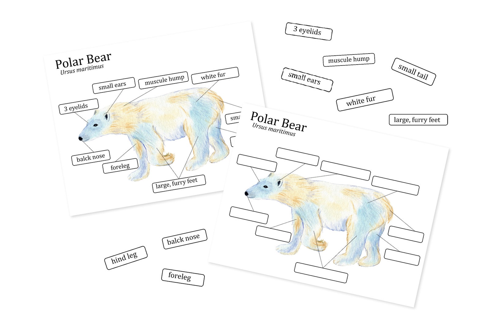 Polar Bear Anatomy Worksheets, Homeschool Printables, Nature Study, 026 ...