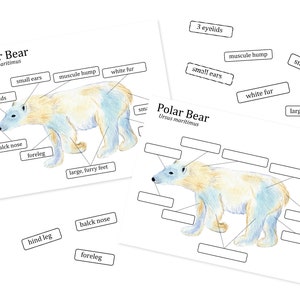 Polar Bear Anatomy Worksheets Homeschool Printables Nature - Etsy