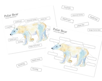 Polar Bear Body Parts Diagram