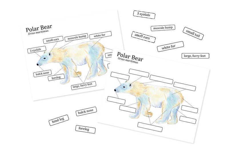 Polar Bear Anatomy Worksheets, Homeschool Printables, Nature Study, 026 ...