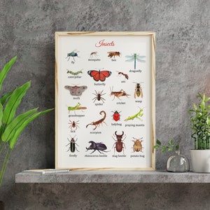 Insects Montessori Poster, Educational Poster, Types of Bugs and ...
