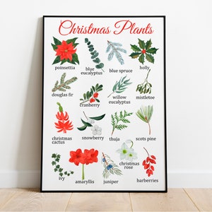 Christmas Plants Identification Montessori Poster, Educational Poster ...