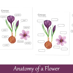 Crocus Anatomy Poster, Parts of Flower, Spring Homeschool Biology ...
