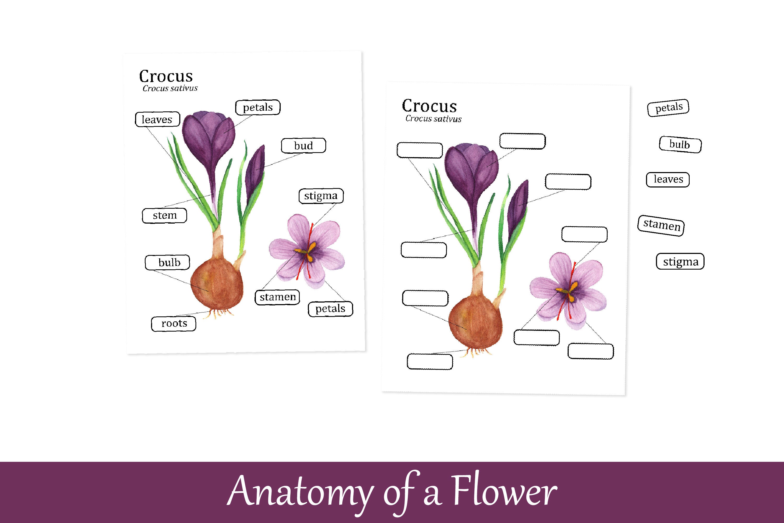 Crocus Anatomy poster Parts of Flower Spring Homeschool | Etsy