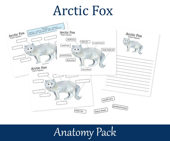 Arctic Fox Anatomy poster Homeschool biology learning | Etsy