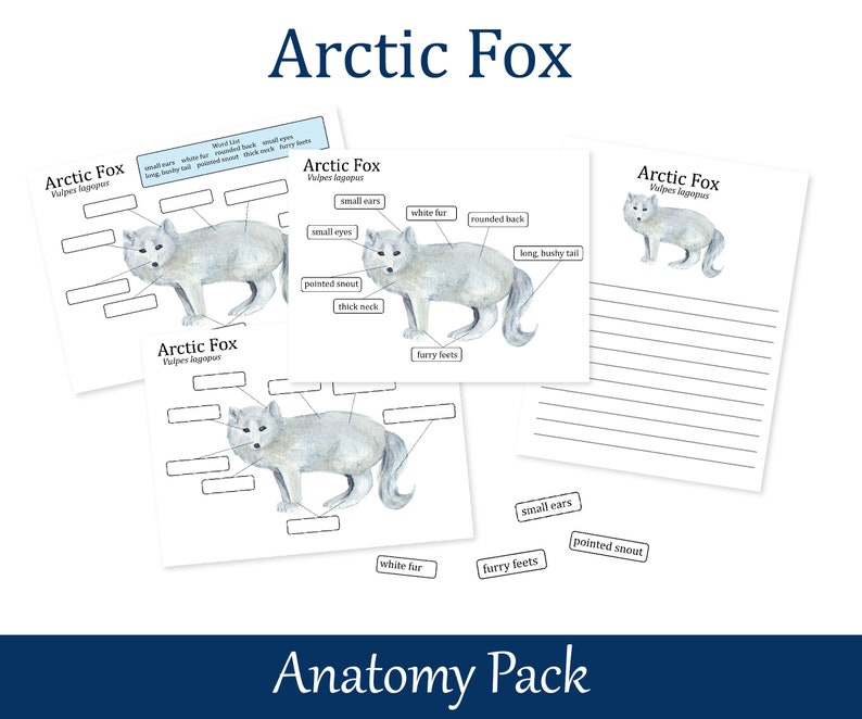 Arctic Fox Anatomy Poster, Homeschool Biology Learning Worksheets ...