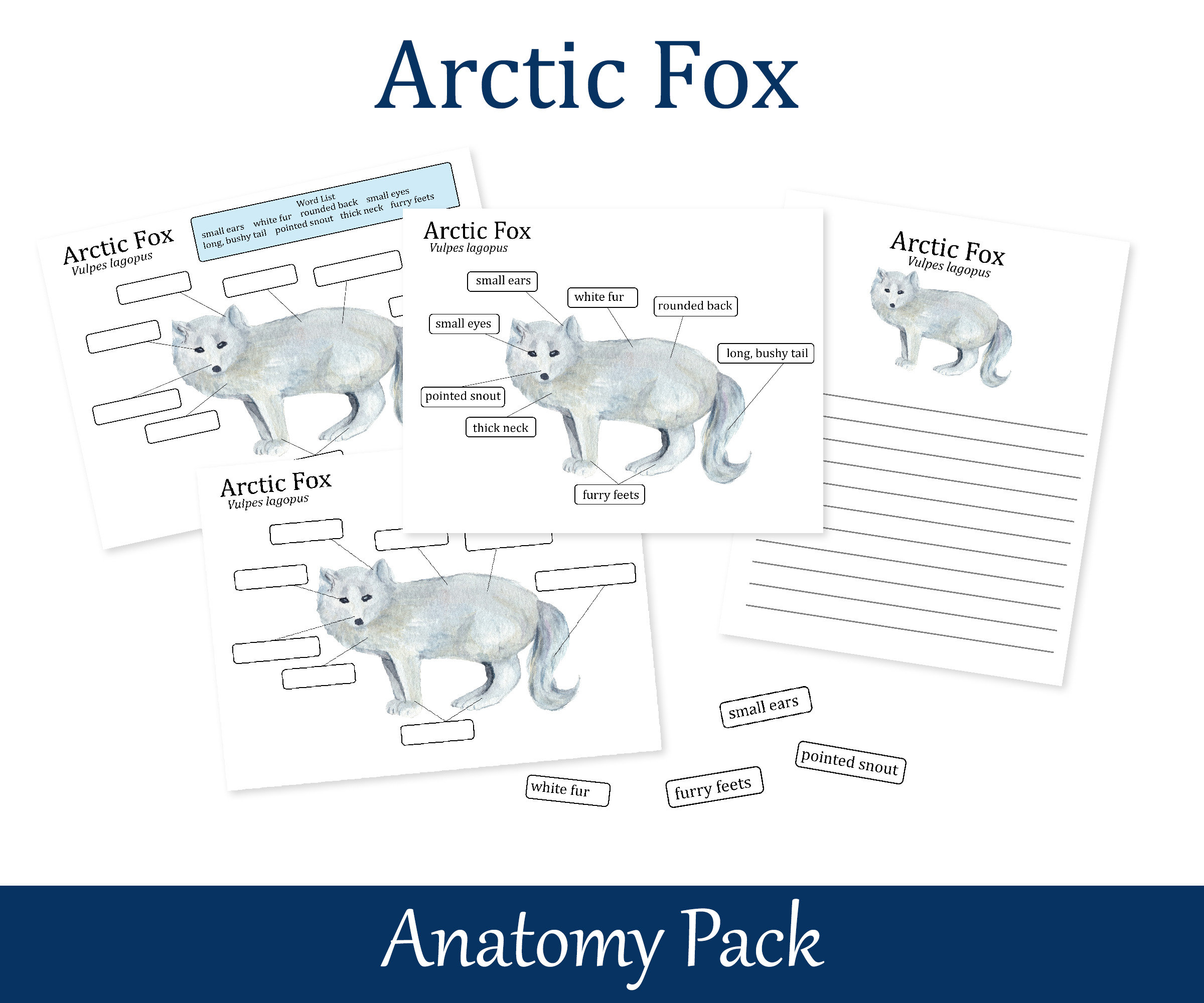 Arctic Fox Anatomy Poster, Homeschool Biology Learning Worksheets ...