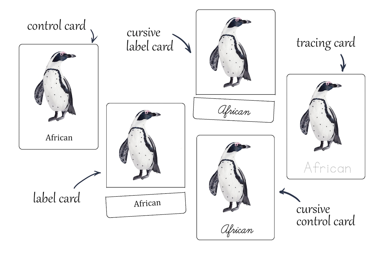 Penguins Species Identification Montessori 3 Part Cards, Preschool ...