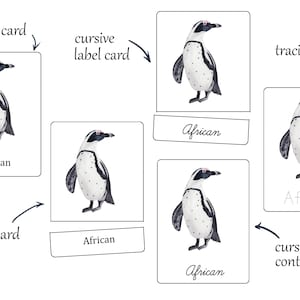 Penguins Species Identification Montessori 3 Part Cards, Preschool ...