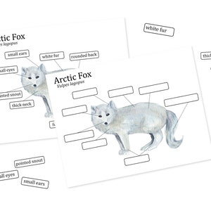 Arctic Fox Anatomy Poster, Homeschool Biology Learning Worksheets ...