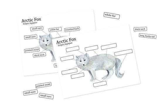 Arctic Fox Diagram