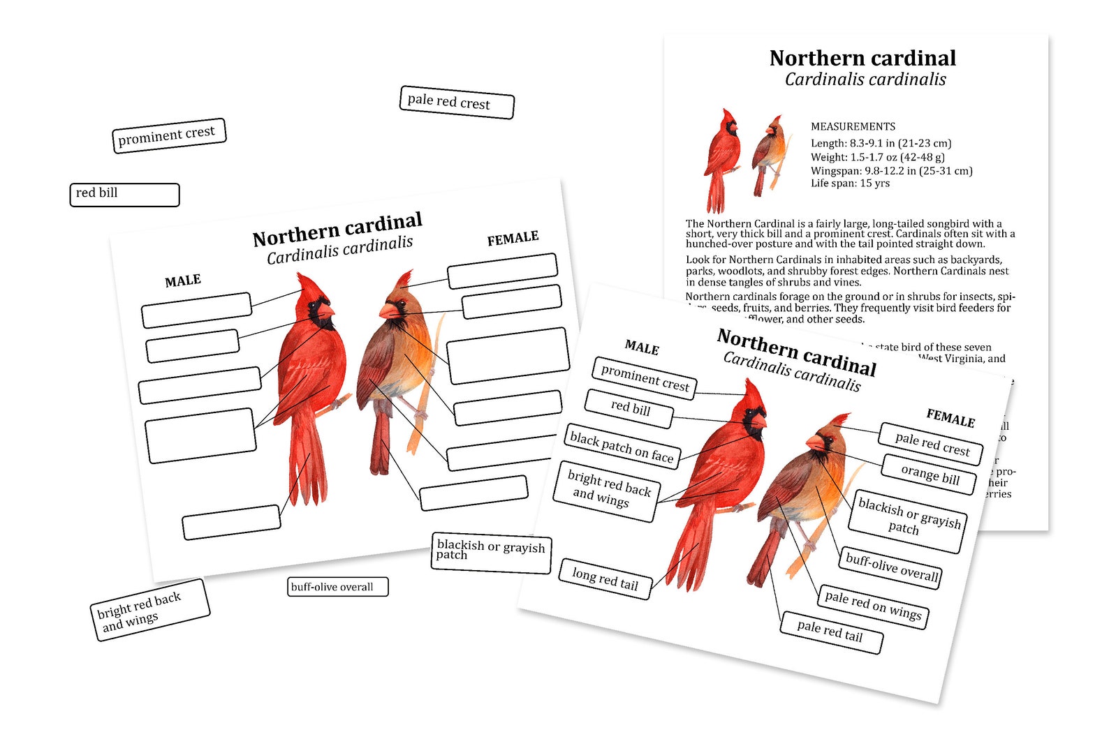 Northern Cardinal Anatomy Learning Pack, Biology Worksheets, Homeschool ...