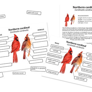 Northern Cardinal Anatomy Learning Pack, Biology Worksheets, Homeschool ...