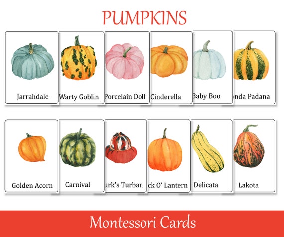Pumpkins Montessori 3 Part Cards Fall Preschool Flash Cards | Etsy