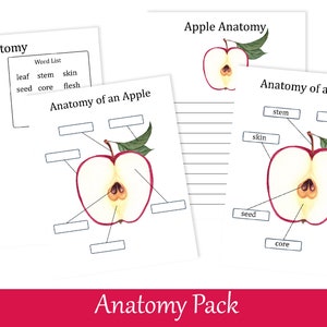 Apple Anatomy Worksheets, Parts of Fruit, Apple Montessori, Nature ...