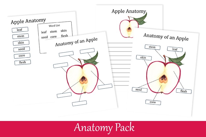 Apple Anatomy Worksheets, Parts of Fruit, Apple Montessori, Nature ...