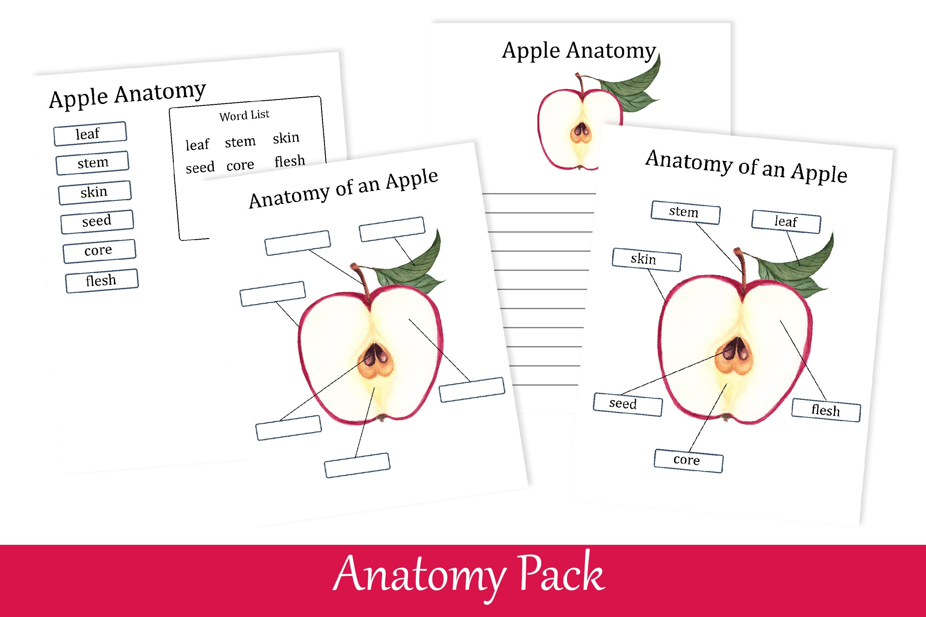 Apple Anatomy Worksheets, Parts of Fruit, Apple Montessori, Nature ...