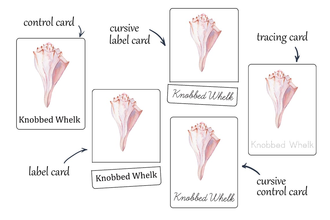 Seashells Flash Cards. Montessori Three Part Cards. - Etsy Canada