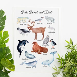 Arctic Animals Montessori Poster, Educational Poster, Polar Bear ...