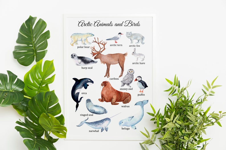 Arctic Animals Montessori Poster, Educational Poster, Polar Bear ...