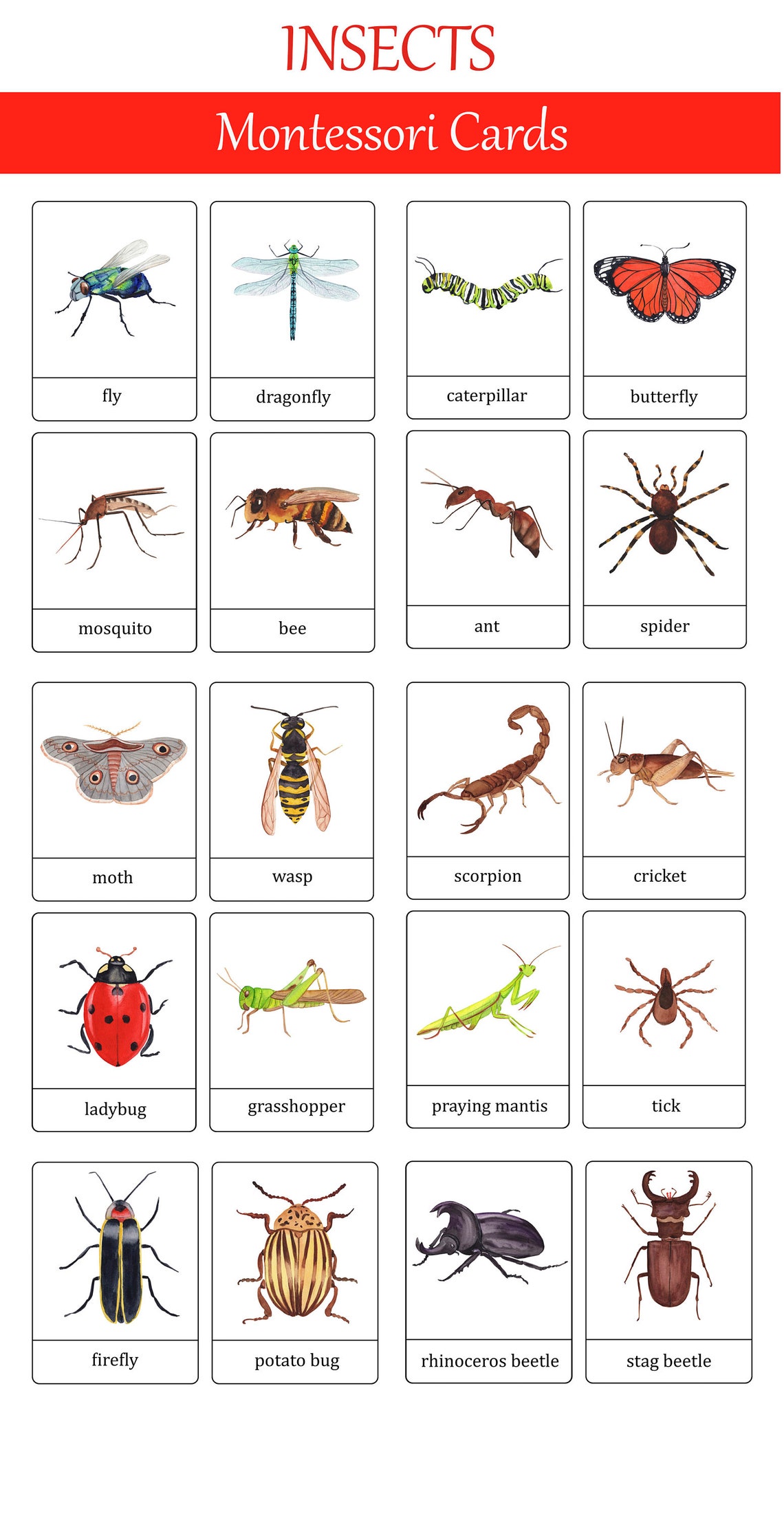 Insects Identification Montessori 3 Part Cards, Beetles and Bugs ...