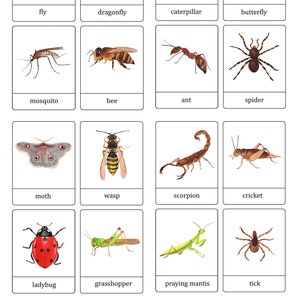 Insects Identification Montessori 3 Part Cards, Beetles and Bugs ...