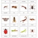 Insects Identification Montessori 3 Part Cards, Beetles and Bugs ...