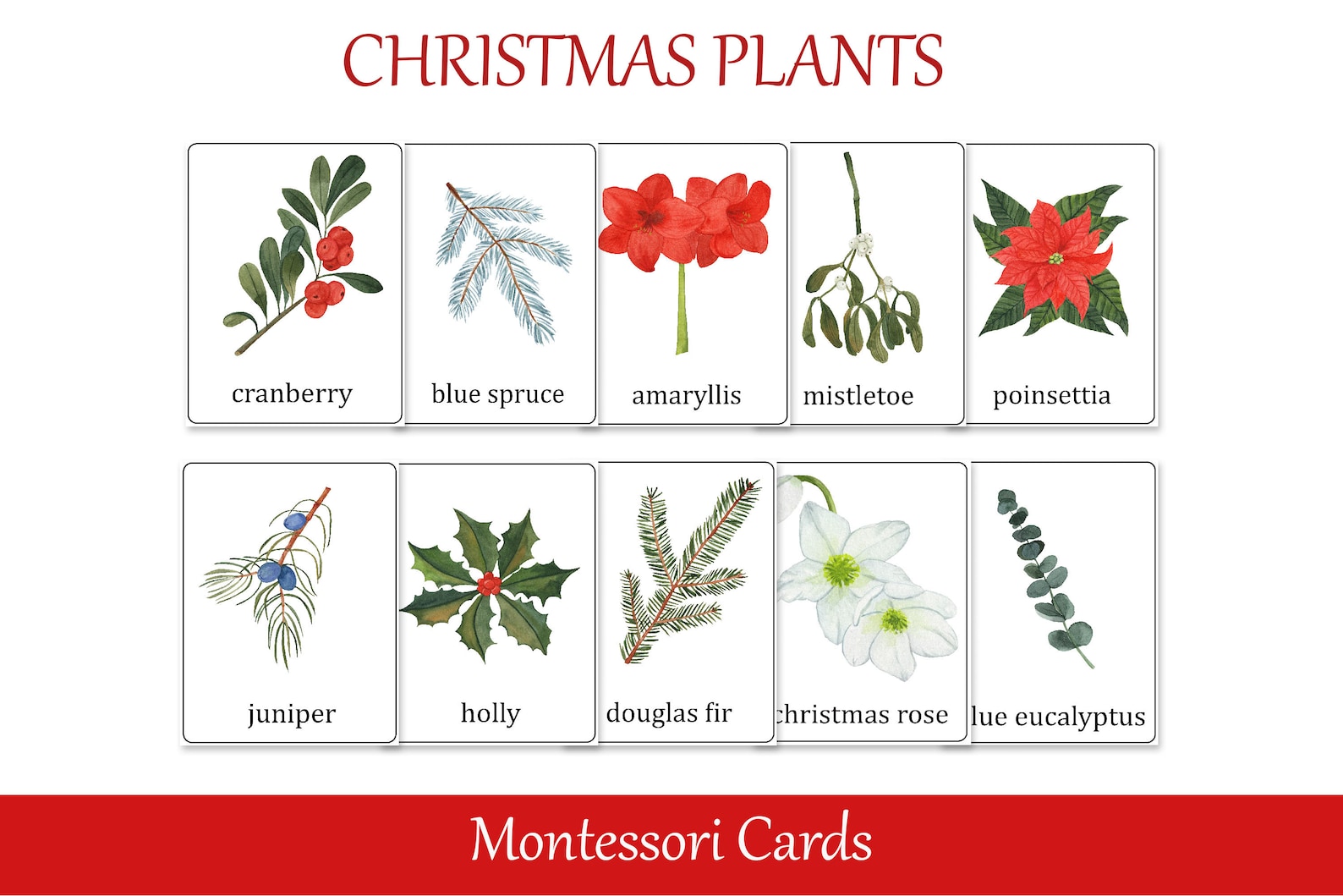 Christmas Plants Identification Montessori 3 Part Cards, Winter Flowers ...