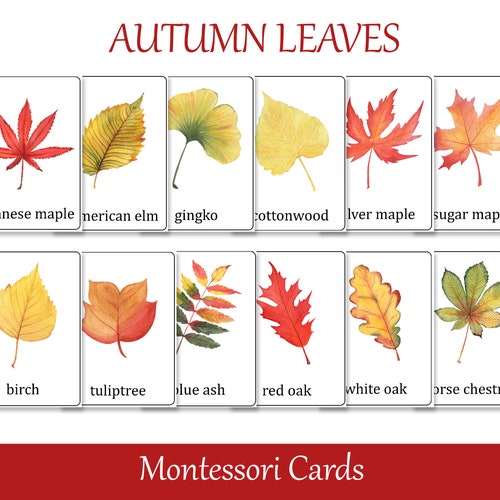 Fall Leaf Montessori Printable. Leaf Identification Preschool | Etsy