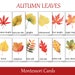 Fall Leaves Identification Montessori 3 Part Cards, Preschool Flash ...
