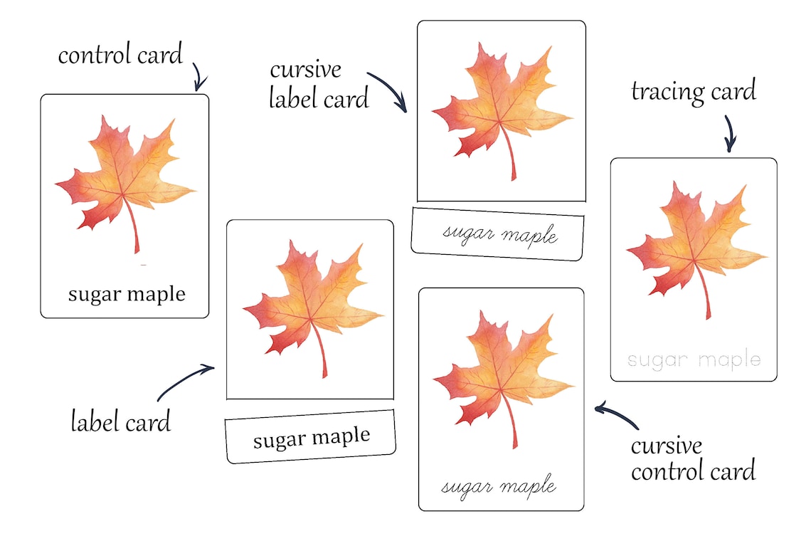Fall Leaves Identification Montessori 3 Part Cards, Preschool Flash ...