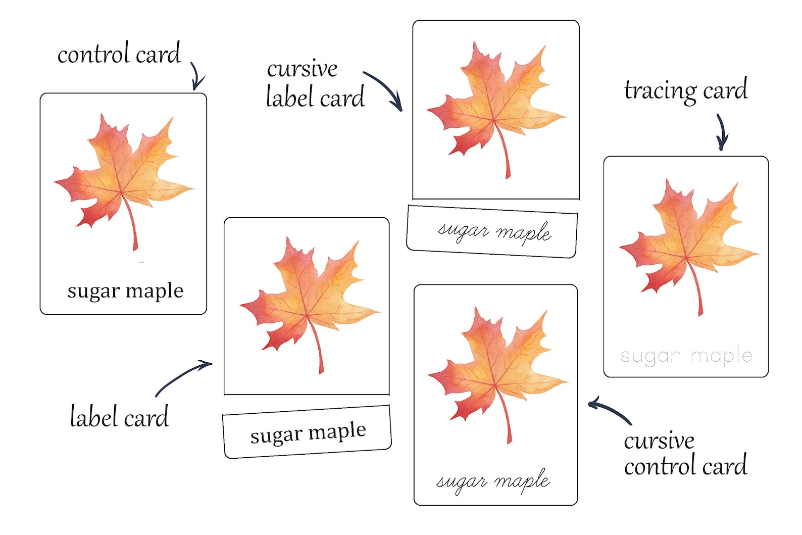 Fall Leaves Identification Montessori 3 Part Cards, Preschool Flash ...