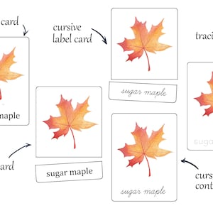 Fall Leaves Identification Montessori 3 Part Cards, Preschool Flash ...