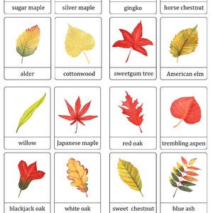 Fall Leaves Identification Montessori 3 Part Cards, Preschool Flash ...