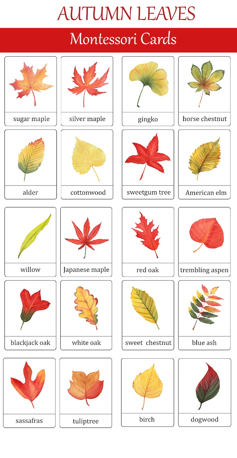 Fall Leaves Identification Montessori 3 Part Cards, Preschool Flash ...