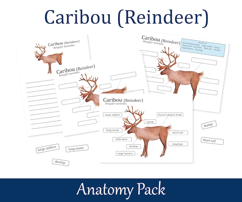 Caribou Reindeer Anatomy Worksheets, Homeschool Printables, Nature ...