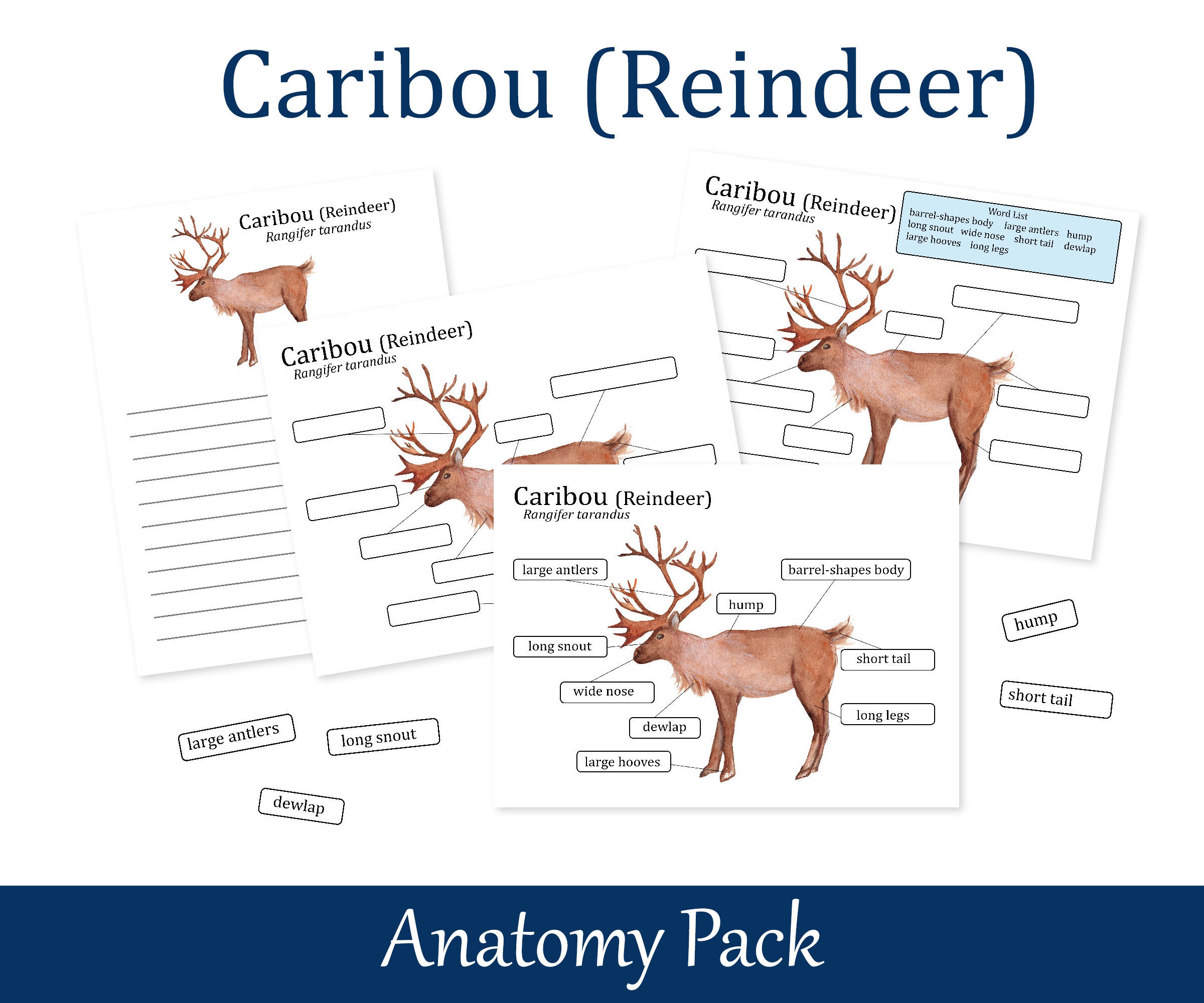 Caribou Reindeer Anatomy Worksheets, Homeschool Printables, Nature ...
