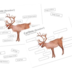 Caribou Reindeer Anatomy Worksheets, Homeschool Printables, Nature ...