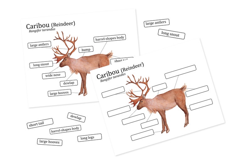 Caribou Reindeer Anatomy Worksheets, Homeschool Printables, Nature ...