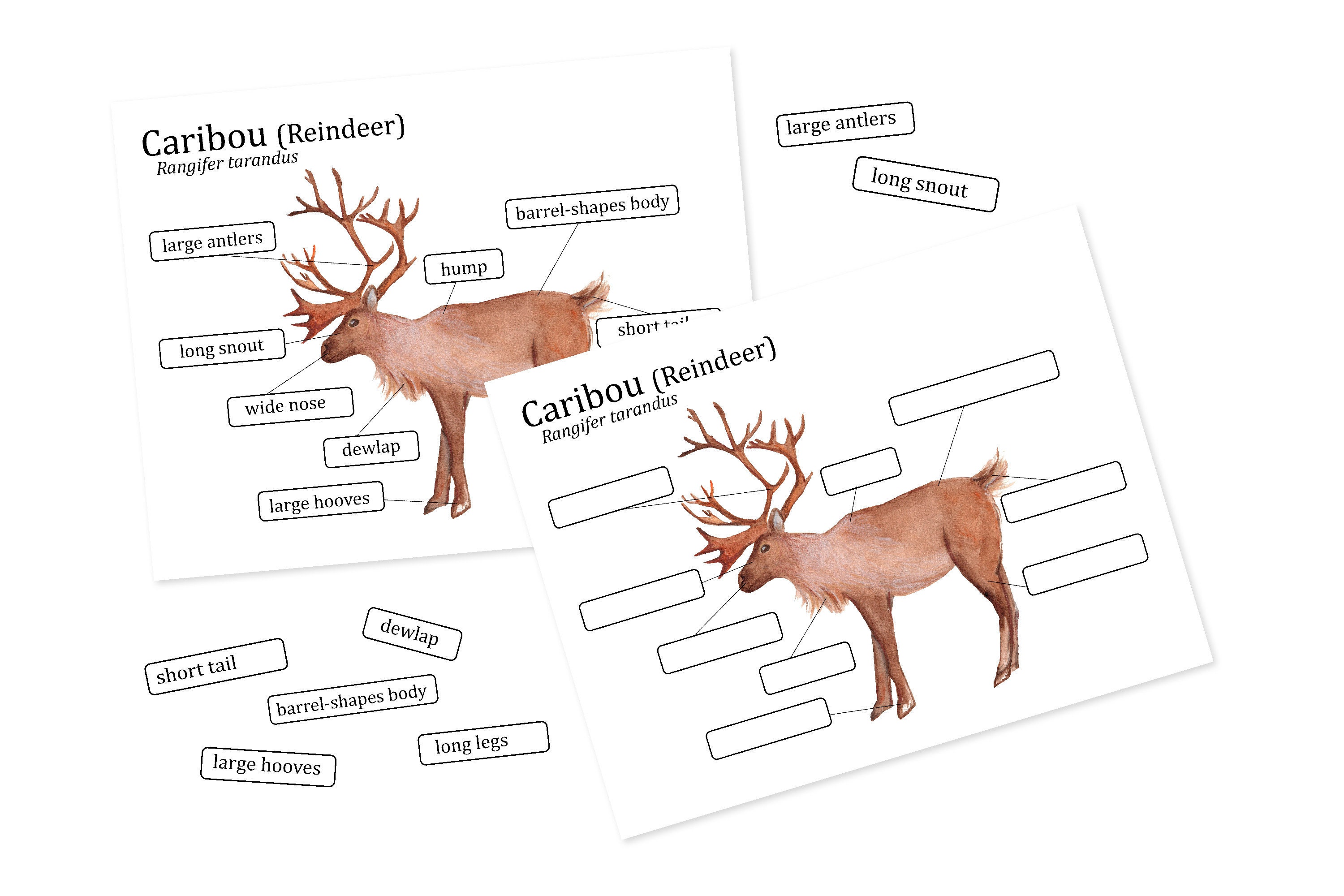 Caribou Reindeer Anatomy Worksheets, Homeschool Printables, Nature ...