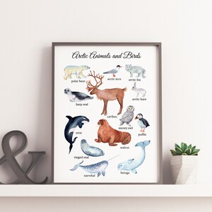Arctic Animals Montessori Poster, Educational Poster, Polar Bear ...