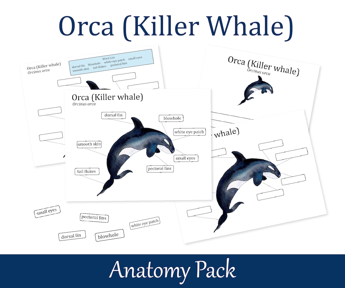 Póster de anatomía de la orca orca, hojas de trabajo de aprendizaje de ...