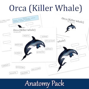Orca Killer Whale Anatomy Poster, Homeschool Marine Biology Learning ...