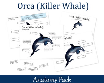 Beluga Whale Anatomy Poster Homeschool Marine Biology | Etsy