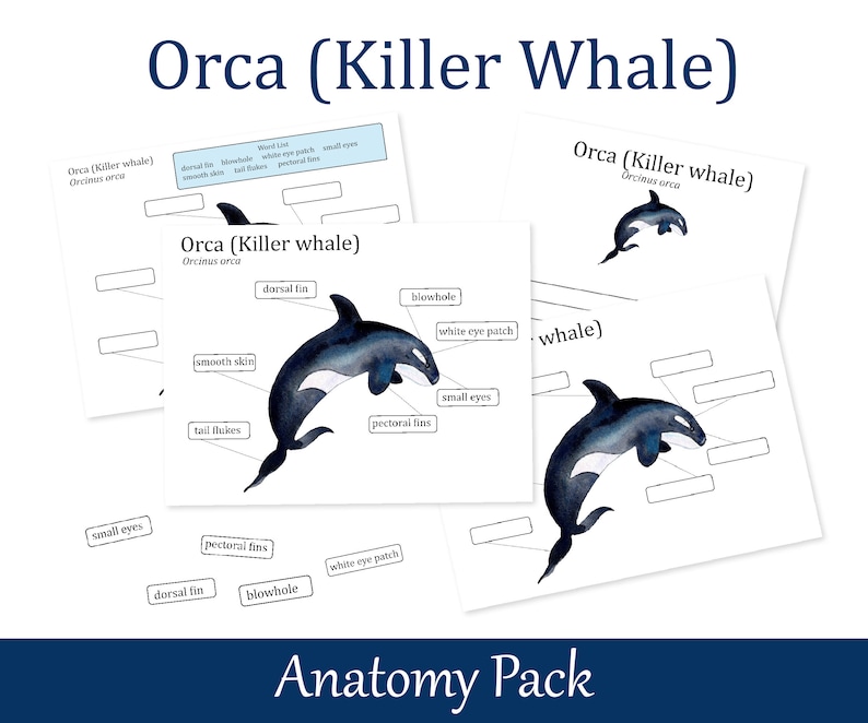 Orca Killer Whale Anatomy Poster, Homeschool Marine Biology Learning ...