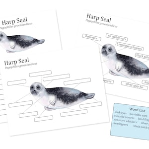 Harp Seal Anatomy Worksheets, Homeschool Printables, Nature Study ...
